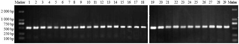 基于ITS2序列的茅苍术及其近缘种DNA分子鉴定
