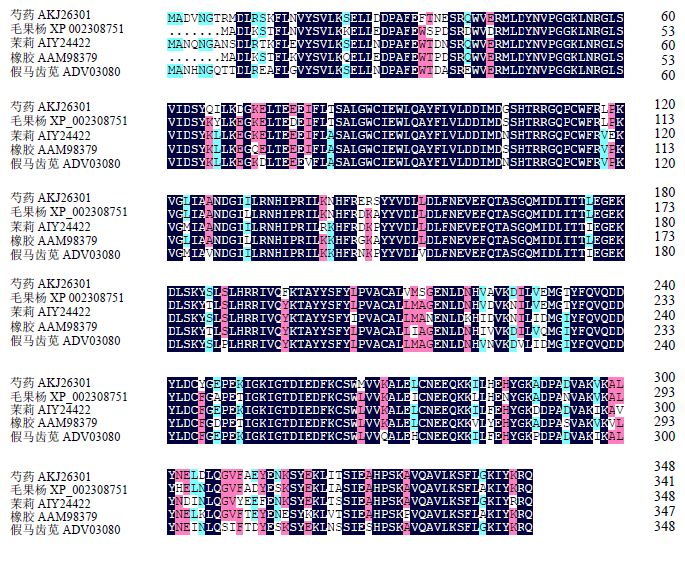 芍药FPPS基因的克隆及生物信息学分析
