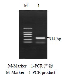 三叶青扩展蛋白家族基因全长cDNA的克隆及其生物信息学和表达分析